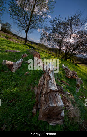 Rotten wooden tree fallen log rotting Stock Photo - Alamy
