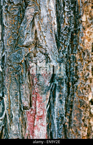 Close up of the multi colored bark of the Lacebark Pine tree growing in ...
