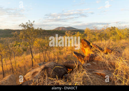 Savannah, Mt Hart, Kimberley, Western Australia Stock Photo - Alamy