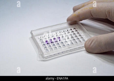 In biological research laboratories. The wells and printed samples of ...
