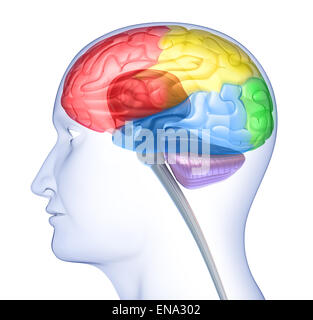 Illustration of the occipital lobe (green) of the human brain. The ...