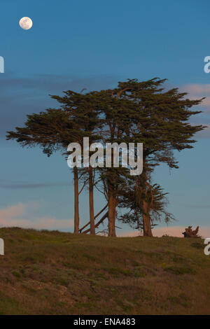 cypress trees at sunset along the Northern California coast and the ...