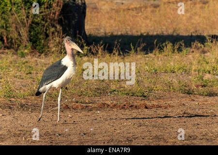 Marabou stork walking Stock Photo - Alamy