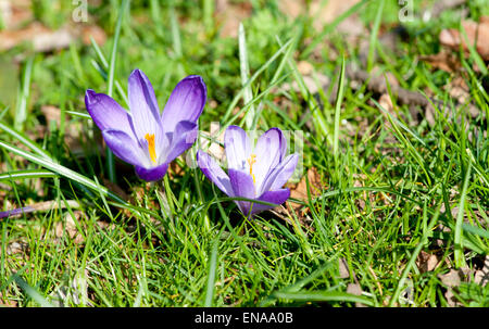 Beautiful spring purple crocus on a green background Stock Photo - Alamy