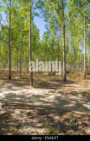 artificial forest plantation, avenues of trees Toledo, Castilla La ...