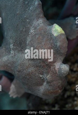 Purple giant frogfish sitting on a coral waiting for prey to swim by ...