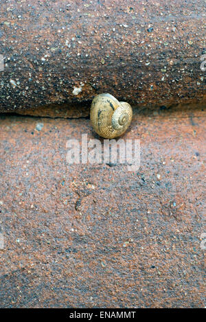 closeup of a snail shell on a wall Stock Photo - Alamy