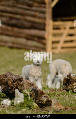 Ryeland Lamb enjoying the sunshine Stock Photo - Alamy