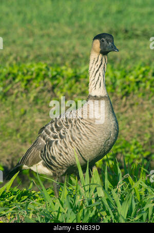 Endangered nene, Hawaiian goose, Kauai, Hawaii Stock Photo - Alamy