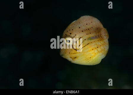A juvenile yellow filefish with a black background Stock Photo - Alamy