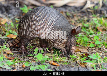 An armadillo skin Stock Photo - Alamy