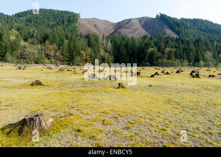 Tree stumps on the receded lake bed of Green Peter Reservoir in Oregon ...