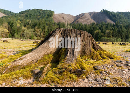 Tree stumps on the receded lake bed of Green Peter Reservoir in Oregon ...