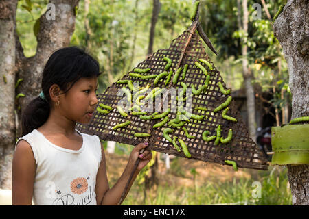 Muga Silkworms released on a Som tree (Machilus Bombycina) in the ...