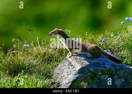 Stoat (Short-tailed weasel) (Mustela erminea, Mount Evans, Colorado ...