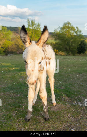 new born donkey Stock Photo - Alamy