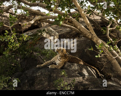 Leopard on rock, Serengeti National Park, Tanzania, Africa Sep 2010 ...
