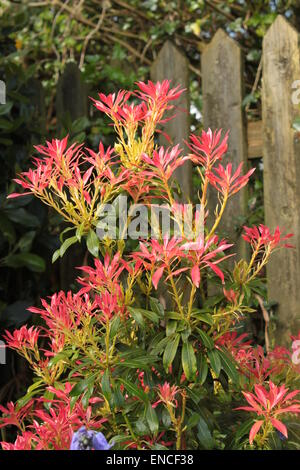 japanese peris Pieris japonica in west penwith cornwall Stock Photo - Alamy