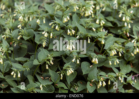 Symphytum tuberosum Tuberous Comfrey Stock Photo - Alamy