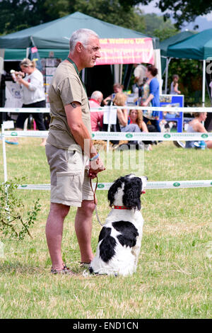 Just Springers Dog Show - Rescued English Springer Spaniel Gun Dog ...