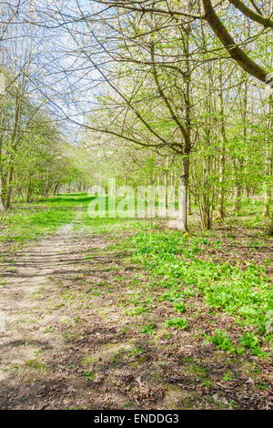 Bright green foliage of lime trees against a bright blue sky Stock ...