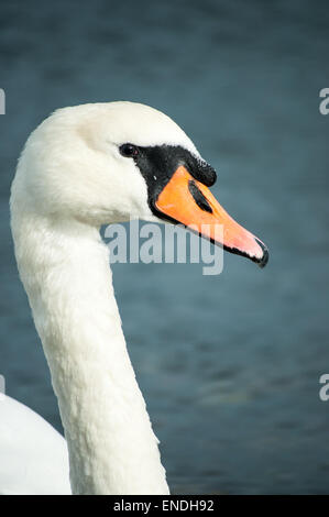 A closeup shot of an elegant white swan swimming on a blue lake surface ...