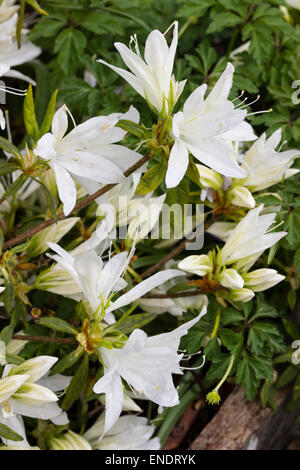 small white spring flowers on green wet background surface texture with ...