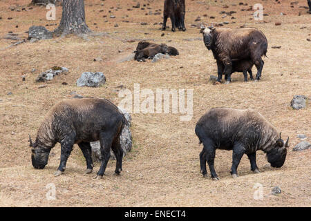 Takins including young at the Motithang Takin Preserve, Thimphu, Bhutan ...