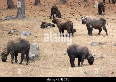 Takins including young at the Motithang Takin Preserve, Thimphu, Bhutan ...