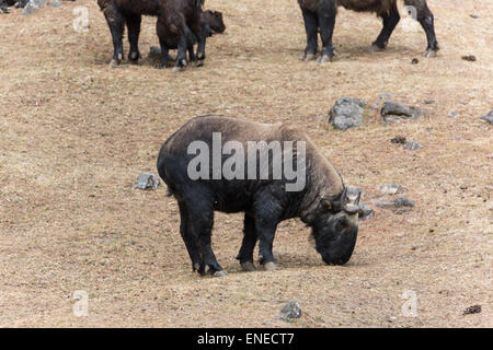 Takins including young at the Motithang Takin Preserve, Thimphu, Bhutan ...