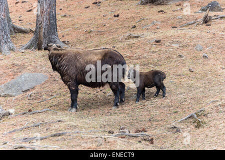 Takins at the Motithang Takin Preserve in Thimphu Bhutan Stock Photo ...