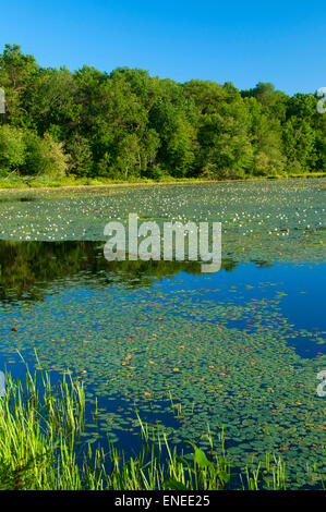 Great Pond, Great Pond State Forest, Simsbury, Connecticut Stock Photo ...