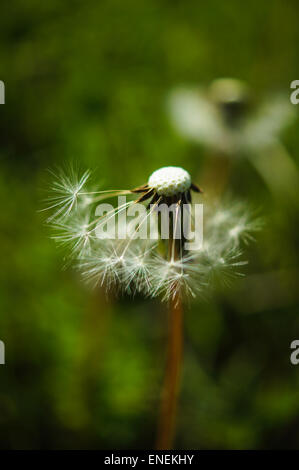 Old dandelion closeup in the field Stock Photo - Alamy