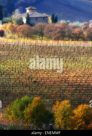 A beautiful cottage with vineyard in Tuscany (Italy Stock Photo - Alamy