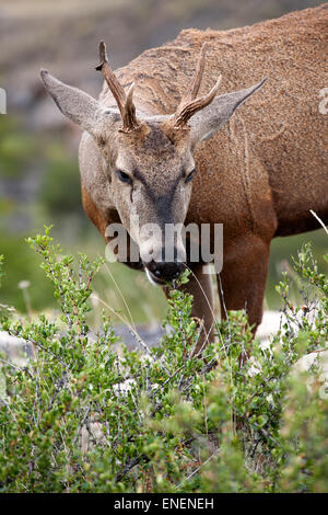 Male South Andean Deer (Hippocamelus bisulcus) crossing a river, Aysen ...