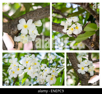 beautiful Frangipani flowers on tree Stock Photo - Alamy