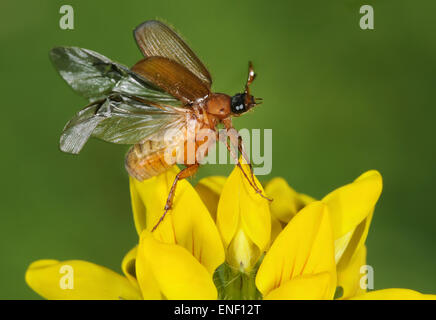 The brown chafer beetle Serica brunnea isolated on white background ...