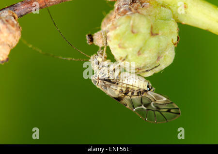 Psocid - Order psocoptera Stock Photo - Alamy