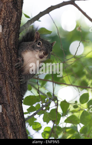 The western gray squirrel is a tree squirrel native to the western ...