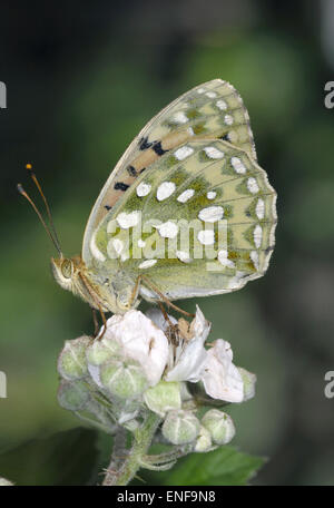 Dark green fritillary (Argynnis aglaja) on a flower of field scabious ...