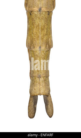 Unarmed Stick-insect; Acanthoxyla inermis; Summer; Cornwall; UK Stock ...