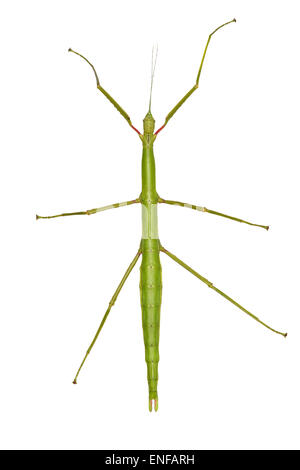 Unarmed Stick-insect; Acanthoxyla inermis; Summer; Cornwall; UK Stock ...