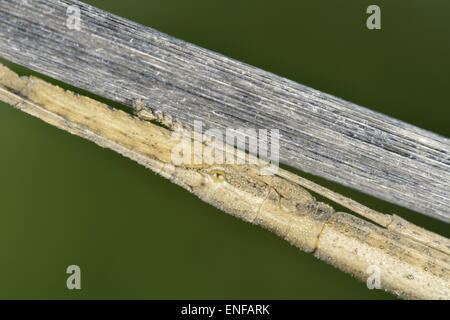 Laboratory Stick Insect - Carausius morosus Stock Photo - Alamy