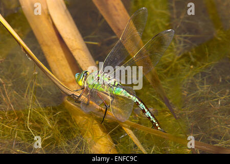 Emperor Dragonfly (Anax imperator) egg laying in aquatic vegetation in ...