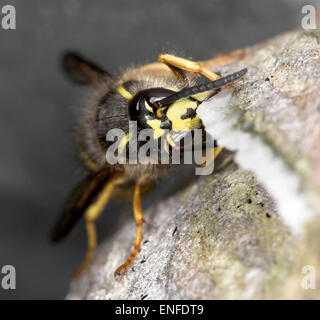 Saxon Wasp - Dolichovespula saxonica building nest Stock Photo - Alamy