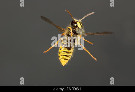 Saxon Wasp Dolichovespula saxonica in flight at nest with nice out of ...