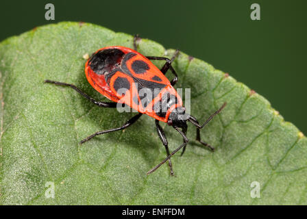 fire bug, pyrrhocoris apterus, fire bugs Stock Photo - Alamy