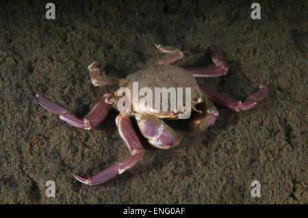 Samurai crab or granulated mask crab (Paradorippe granulata) Sea of ...