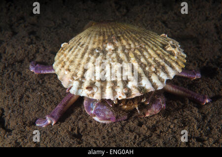 Samurai crab or granulated mask crab (Paradorippe granulata) Sea of ...