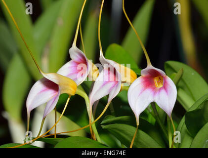 Masdevallia Orchid Hybrid Masdevallia exquisita x constricta Stock ...